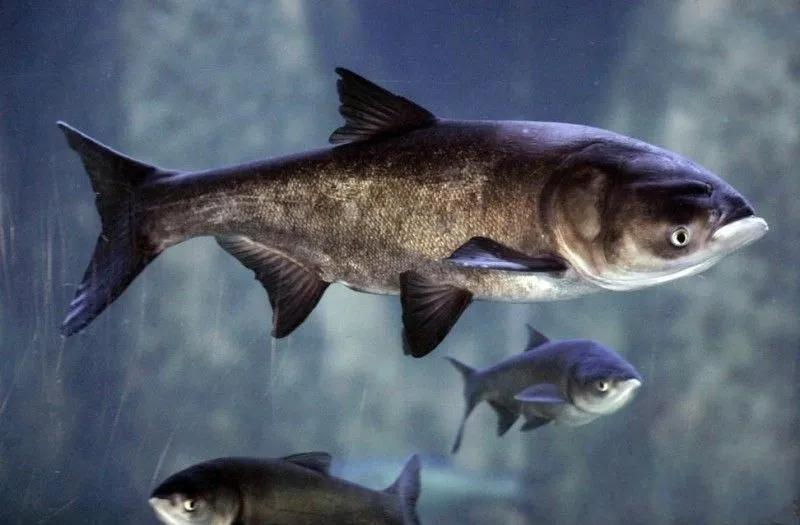 Inventory of the ten most common freshwater fish on the market, the ...