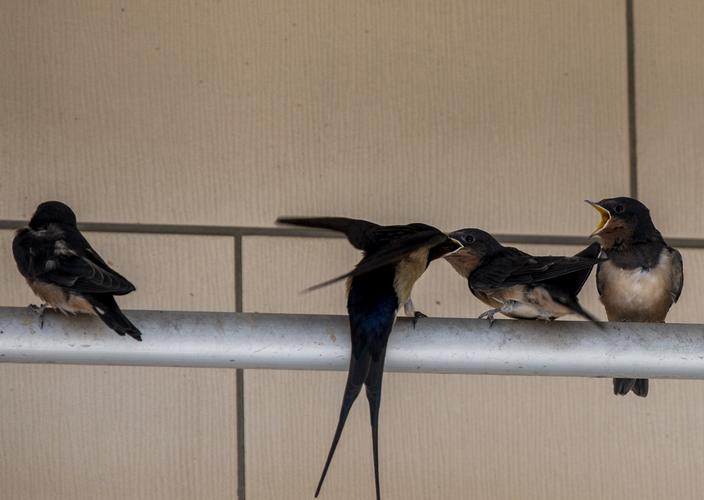 Why does our common barn swallow, as a migratory bird, always appear in the same place? - iNEWS