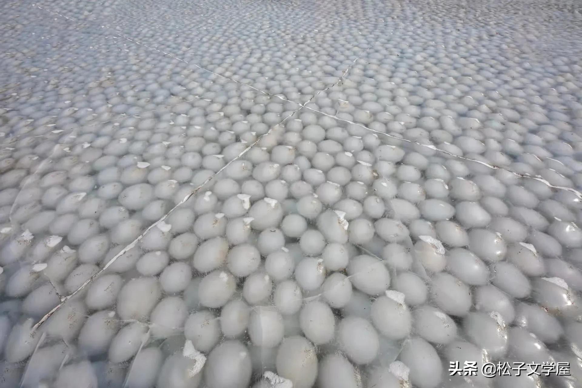 Visit Sihai Lake Ice Dumplings - iNEWS