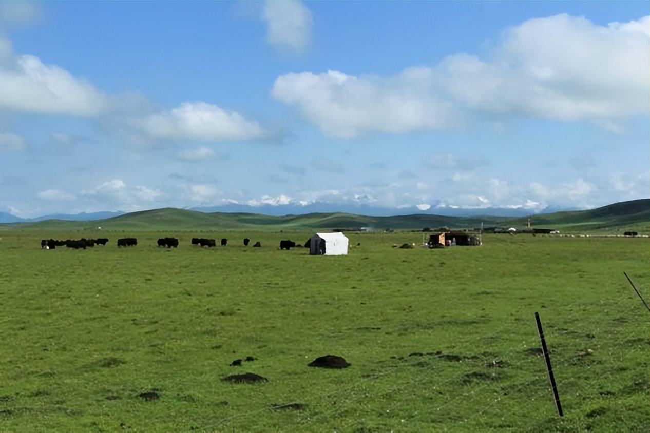 More than 80 years have passed, what happened to the grassland that ...