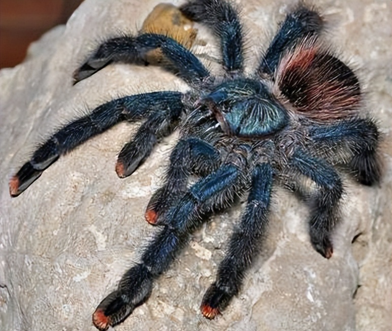 Guyana pink-toed spider: the black beauty of blooming flowers under its ...