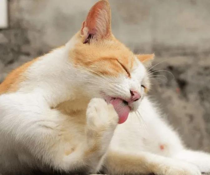 What does a cat's purring say? - iNEWS