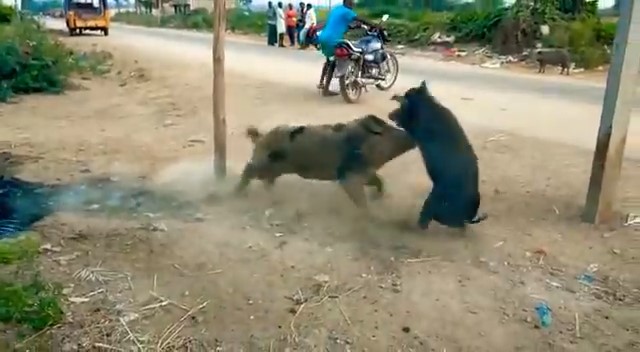 Real shot of two domestic pigs fighting on the street - iNEWS