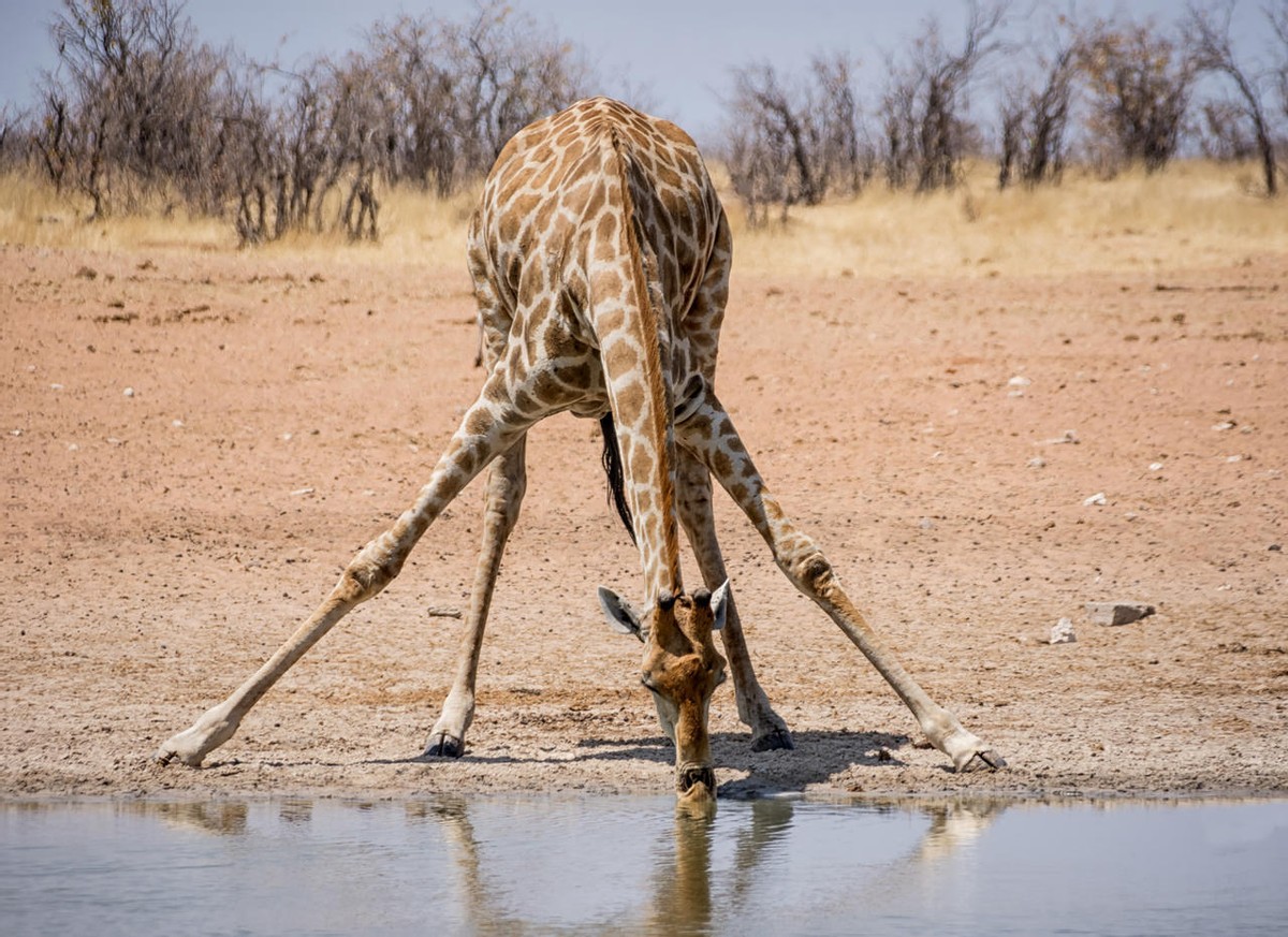 It's too cold at the heights: the mystery of giraffe's high blood ...