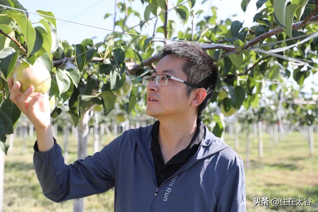 The past and present of Shanxi's famous "Yuluxiang" pear - iNEWS