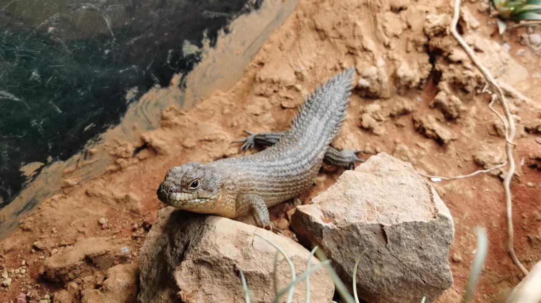 "Thorn-tailed rock lizard" strange viviparous lizard - iNEWS