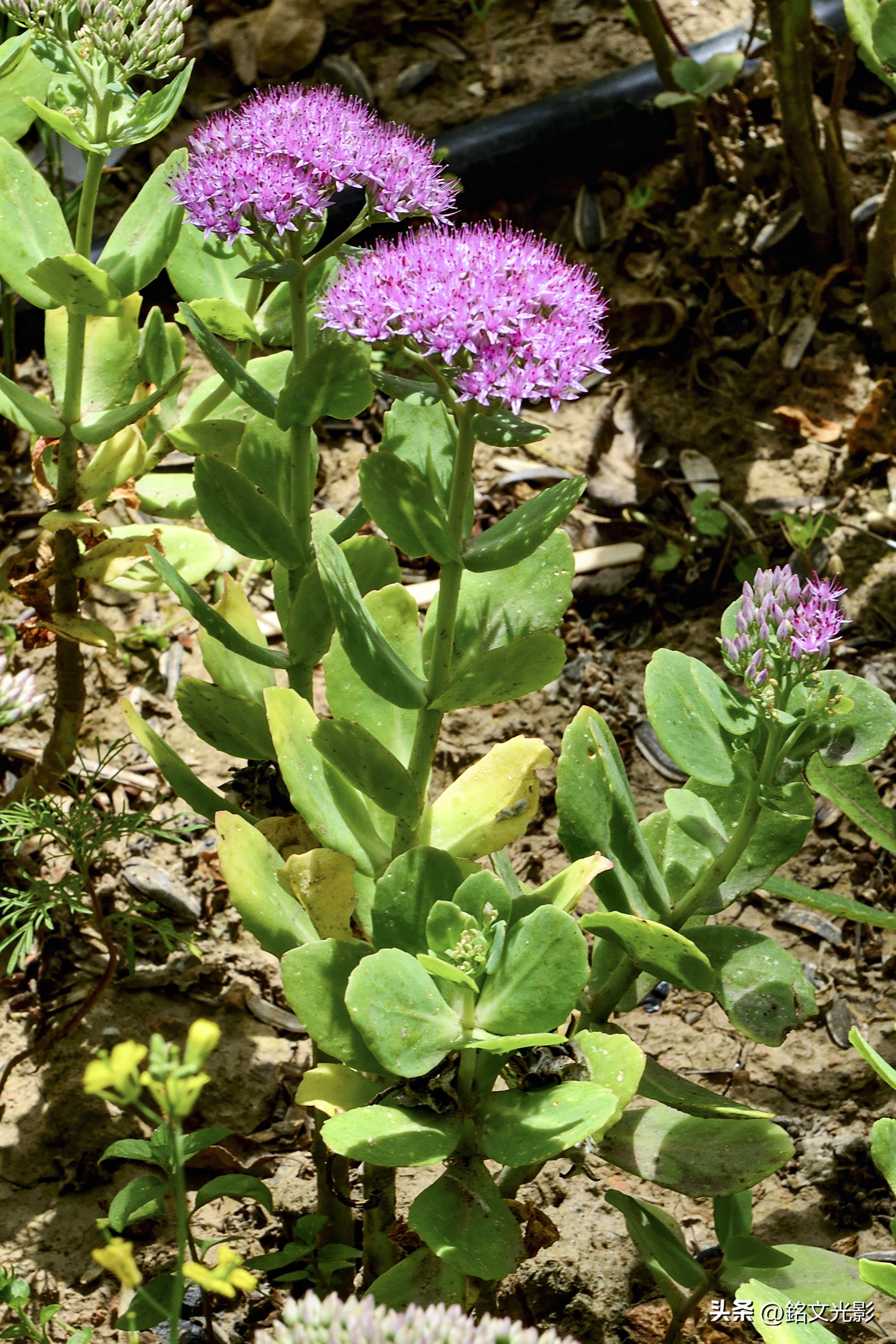Long medicine eight treasures bloom purple - iMedia