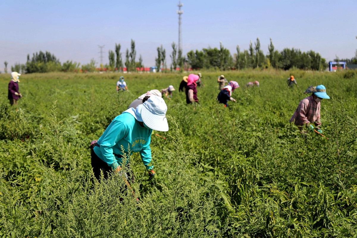 Busy Farming in Autumn - iNEWS