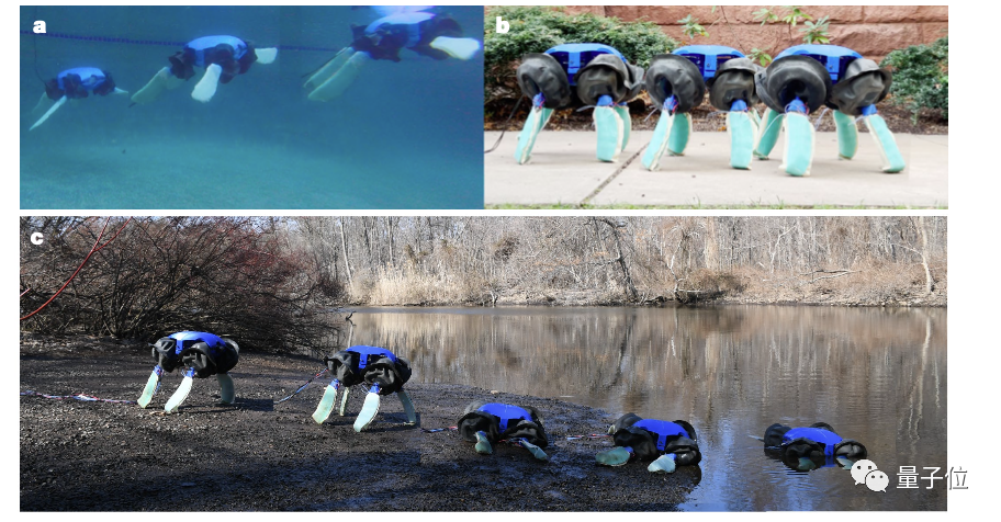 The "mermaid" robot on the cover of Nature: its limbs turn into ...