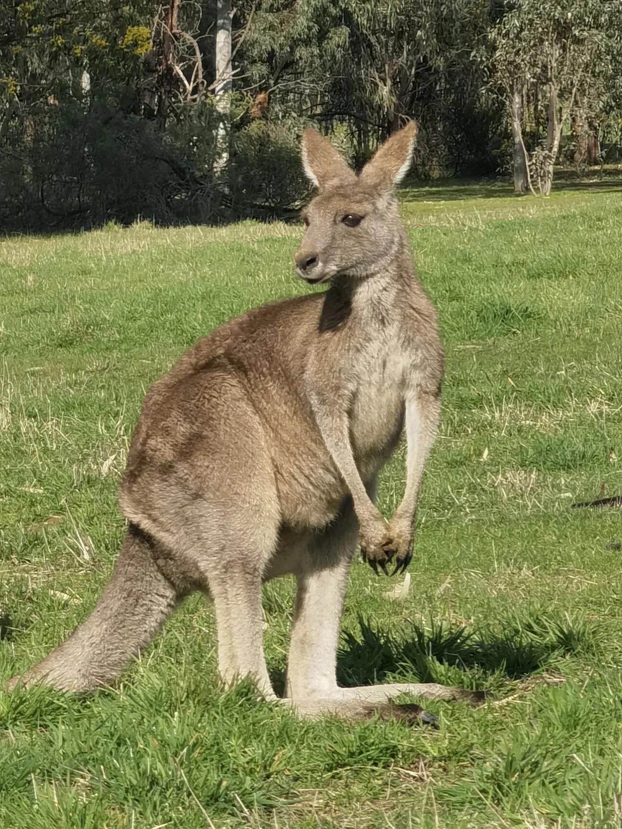 The nine most muscular animals - iMedia