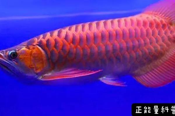 The most in the world - the most expensive animal - iNEWS