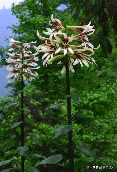 Incredible!Spectacular and beautiful "Lily Prince" - Big Lily - iNEWS