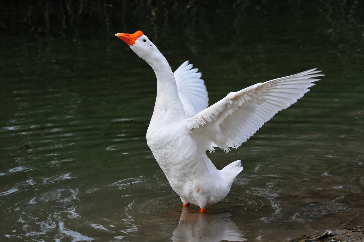 Are geese better than dogs? Anti-thief, anti-snake, anti-Huang Daxian ...