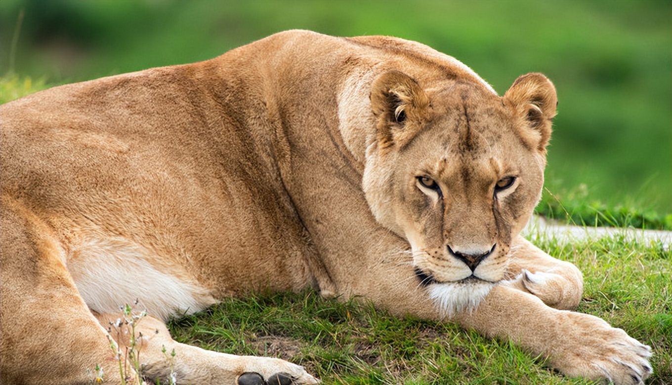 The behavior of the lioness is very strange. Will the animal commit ...