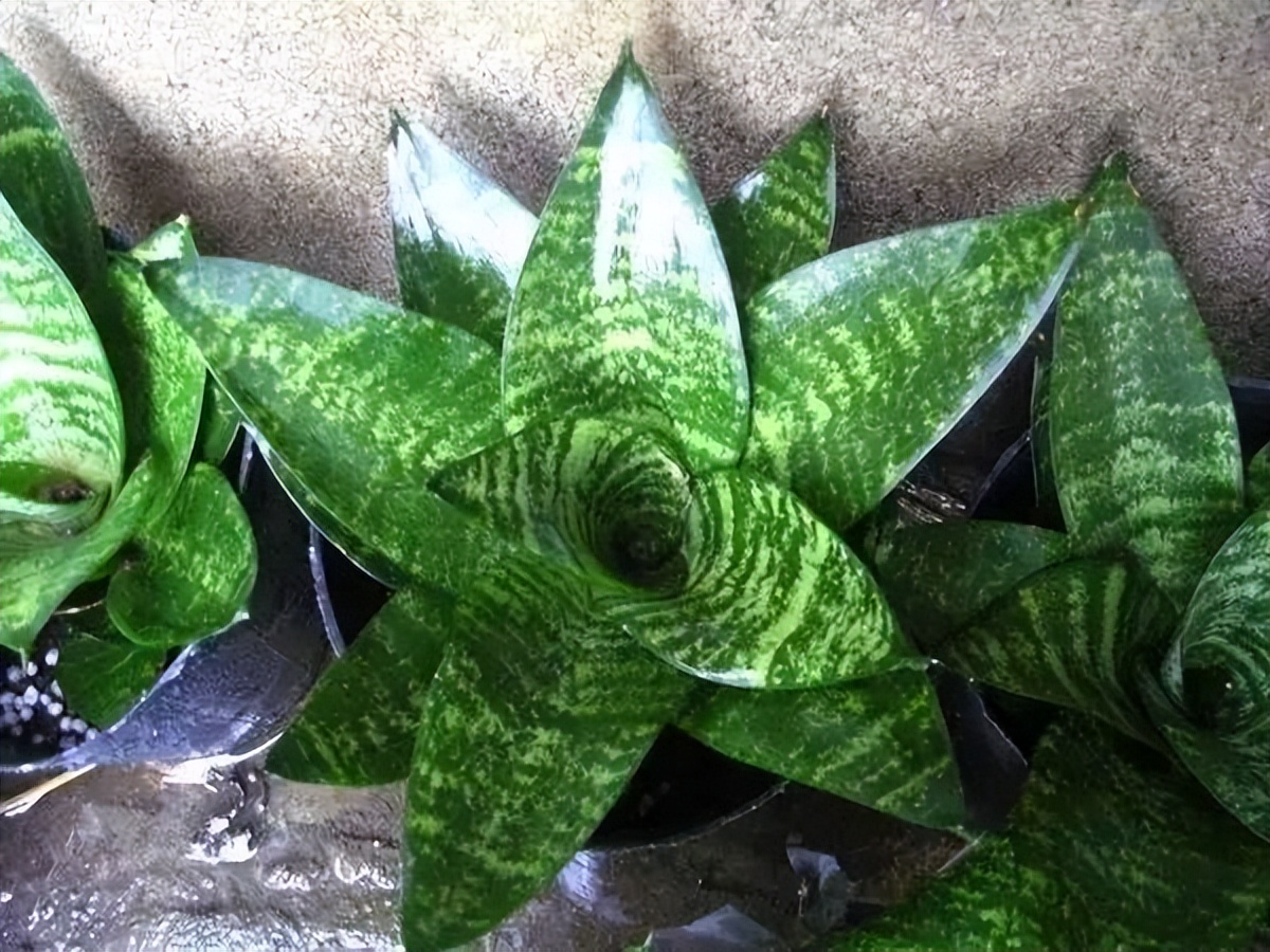 Tiger Pilan has "two not less, three fears", no wonder the growth is ...