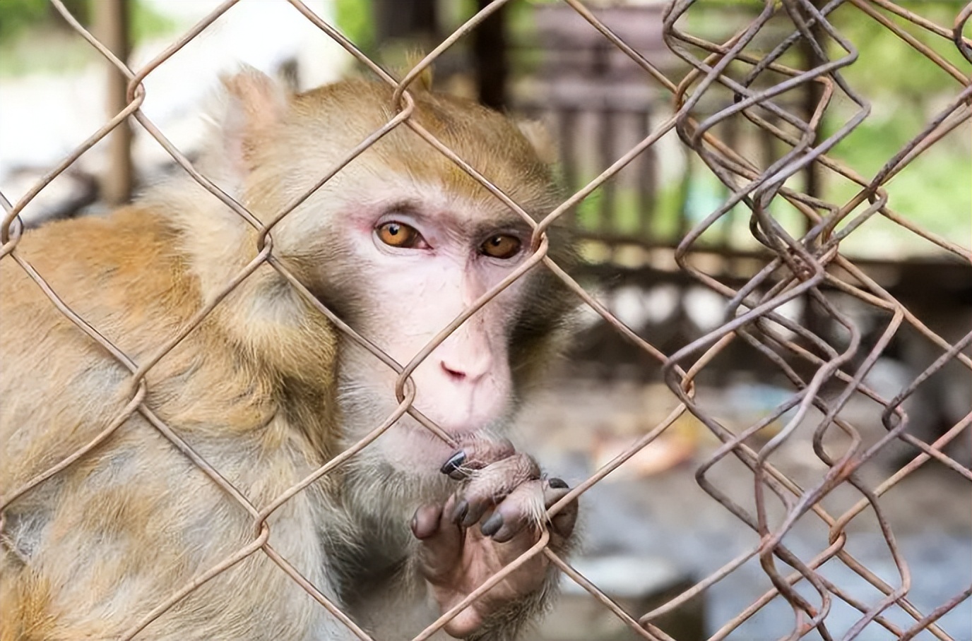 The female monkey living alone in the Japanese zoo is bizarrely ...
