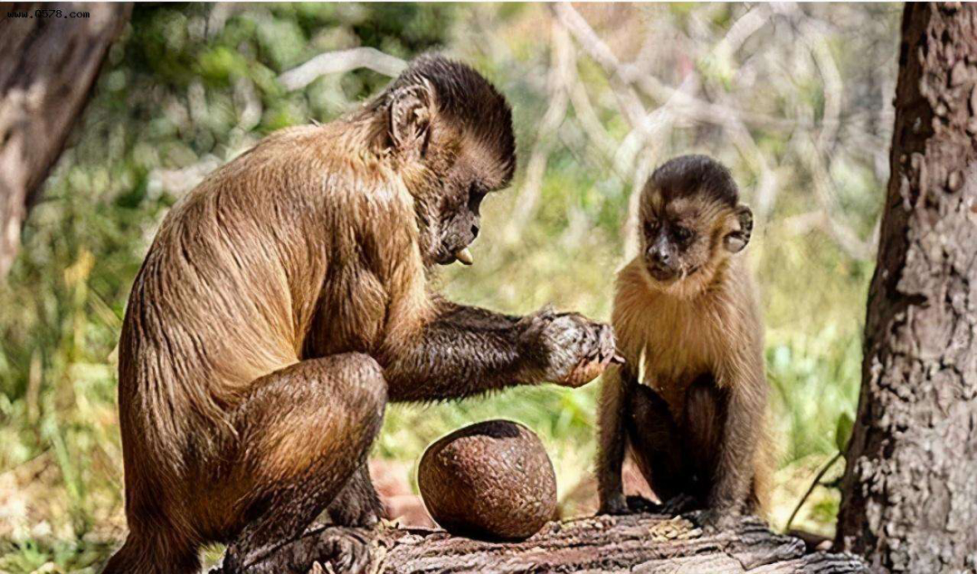 A second civilization will appear on the earth?Panamanian monkeys seem ...