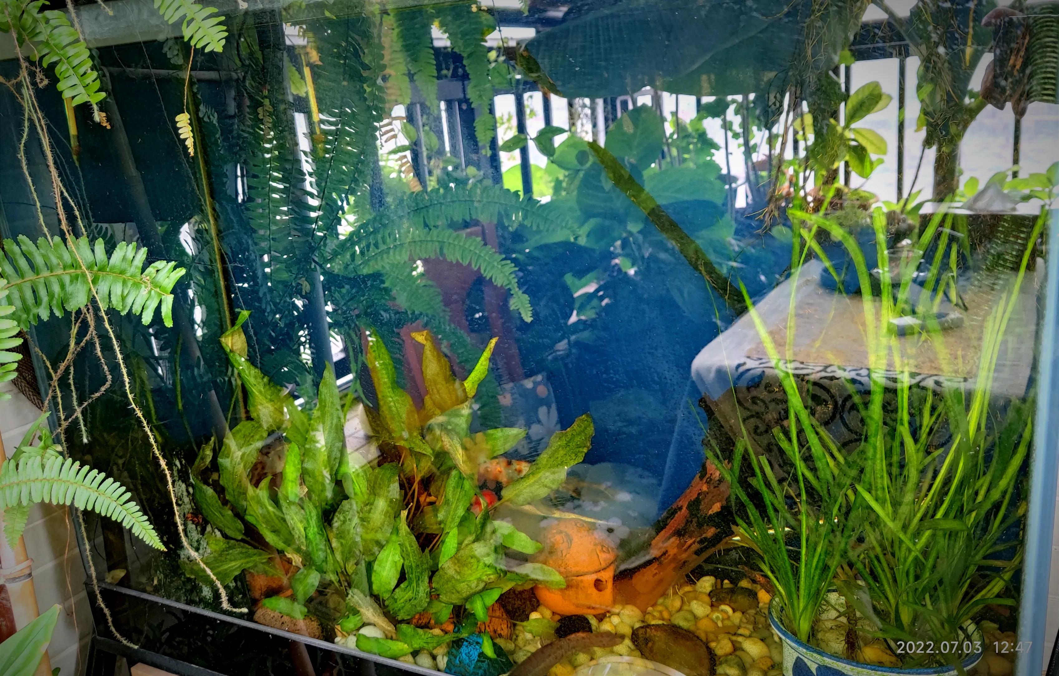 Pro test: Do fish really have only 7 seconds of memory? - iNEWS