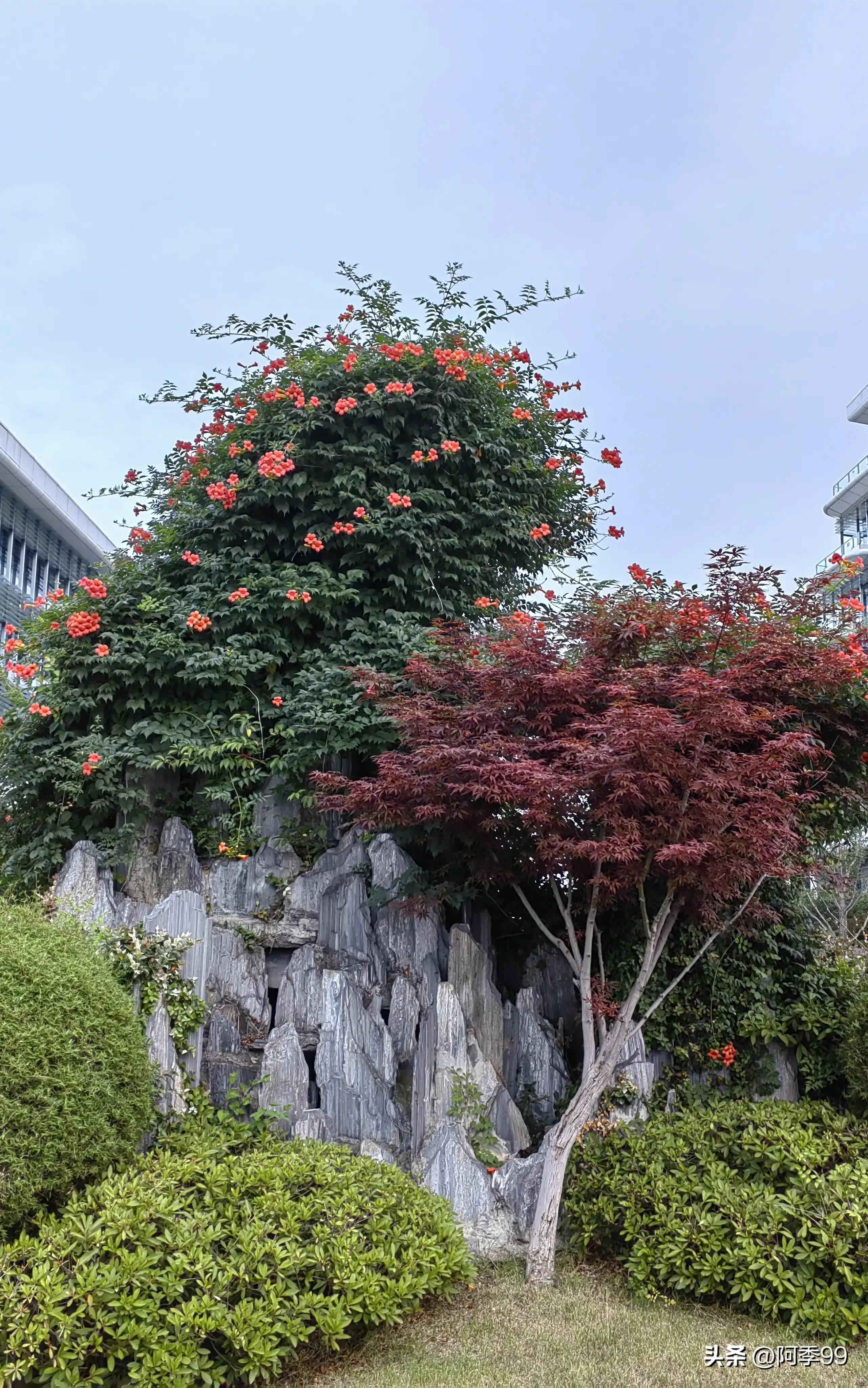 Summer Inflorescence: Ling Xiao (S1) - iNEWS