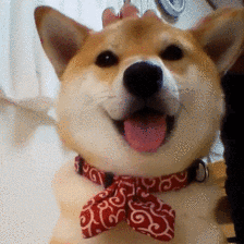 Shiba Inu, you are my god!Raise a Shiba Inu - iNEWS