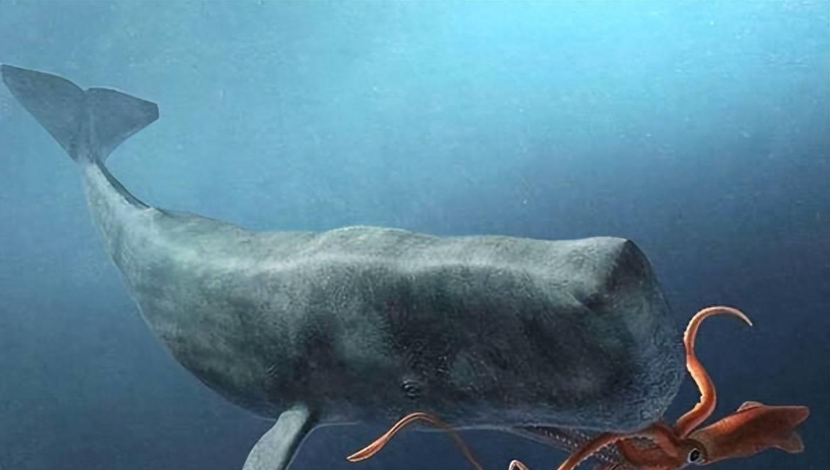 Original use of resonance: Why is the king squid not loved by people ...