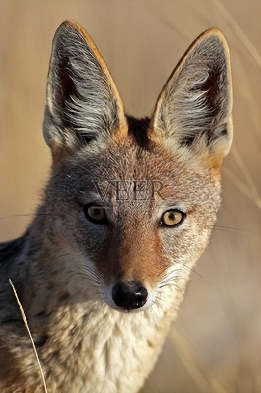 Xinjiang jackal and wolf, hide and run, otherwise they will suffer - iNEWS