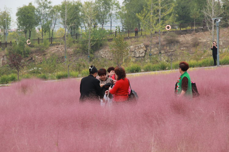 Tongyun Flowing Waterfall Manshanhong - iNEWS