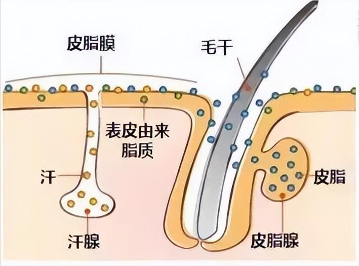 Earthworm polypeptide soothing oil reshapes the sebum film and quickly ...