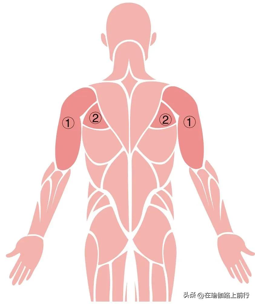 Yoga Wheel - Abdominal Core Sequence - iNEWS
