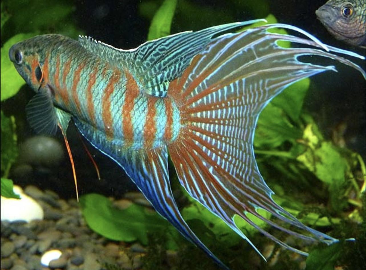 Ornamental Fish Encyclopedia: Betta - iMedia