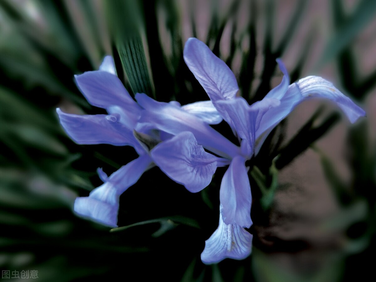 Malan flower, the "sacred grass" that is not afraid of wind and rain ...