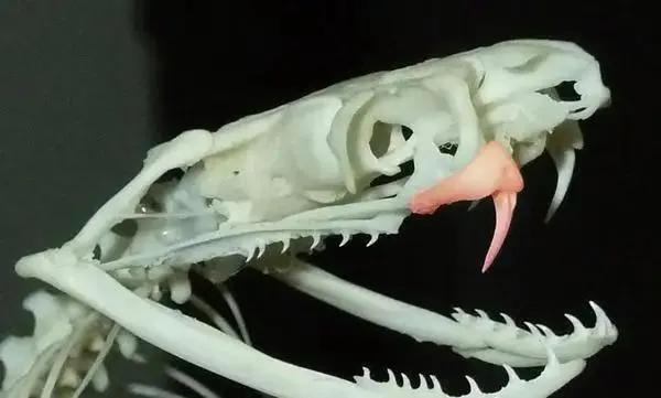 Why haven't pythons evolved venom? Isn't that invincible? - iNEWS