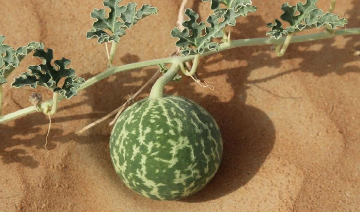 The "watermelon" that grows in the desert cannot quench thirst and is ...