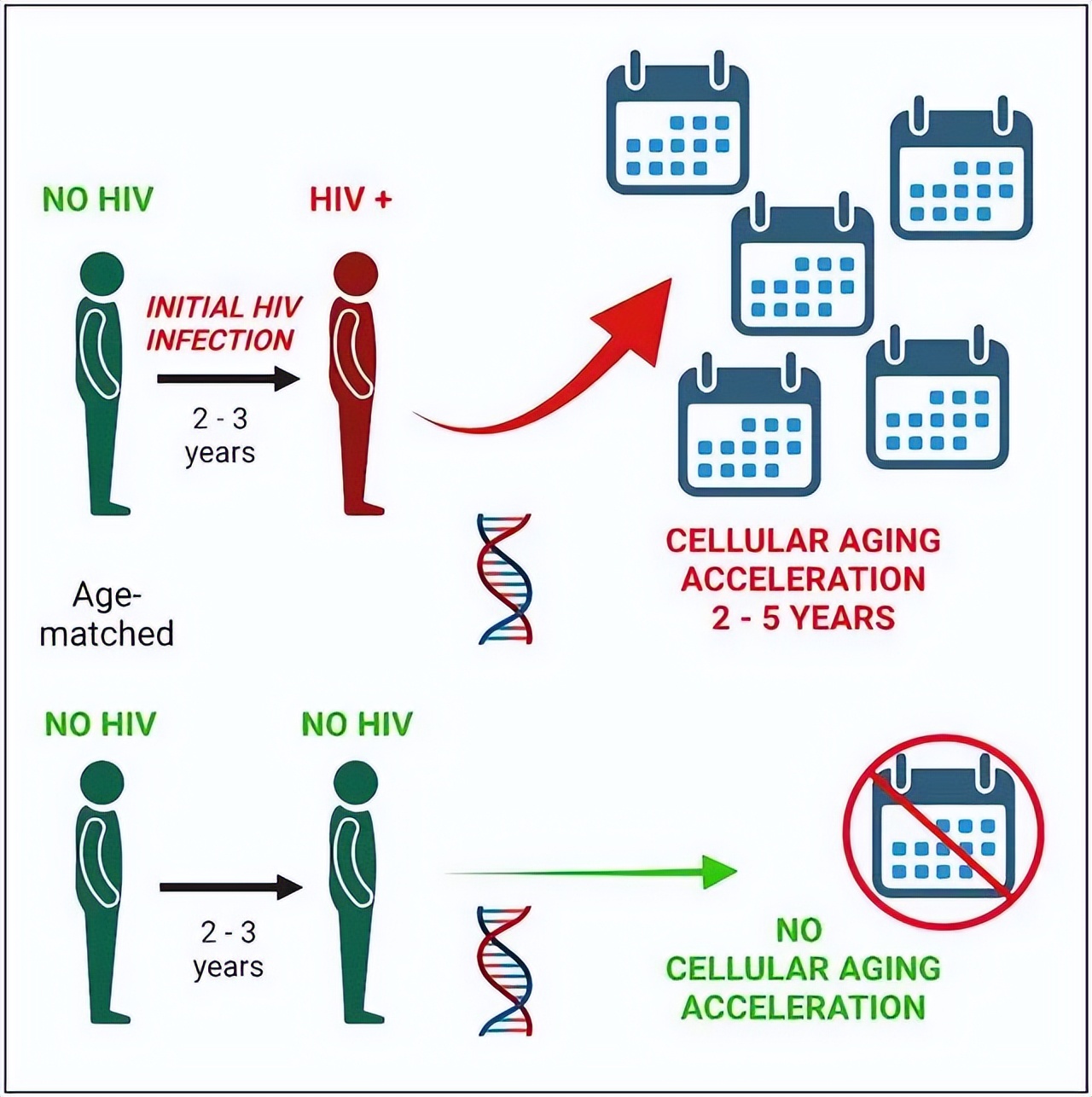 5 years off your life!The latest research hammer: How does HIV ...
