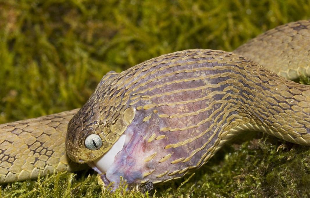 top ten weird looking snakes - iMedia