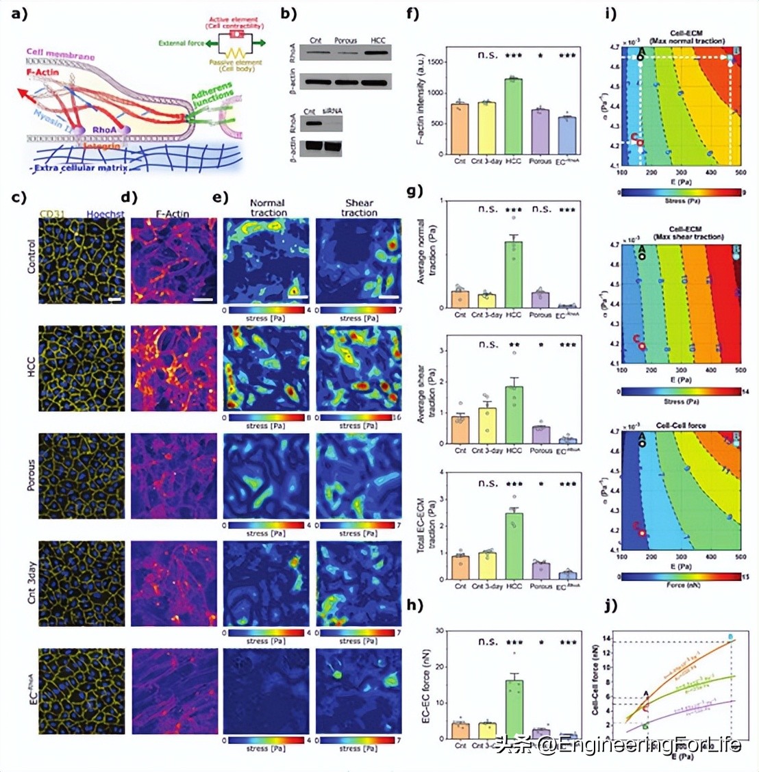 "Adv. Sci.": How cancer cells migrate under the mechanical action of ...