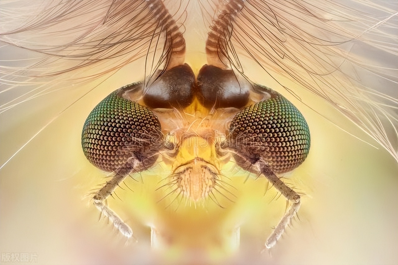 Many people are curious about whether mosquitoes have eyes. In fact ...