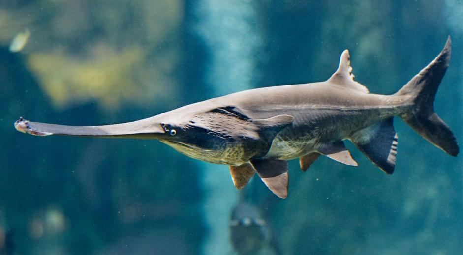 China's king of freshwater fish was extinct by its own dam? Is it ...