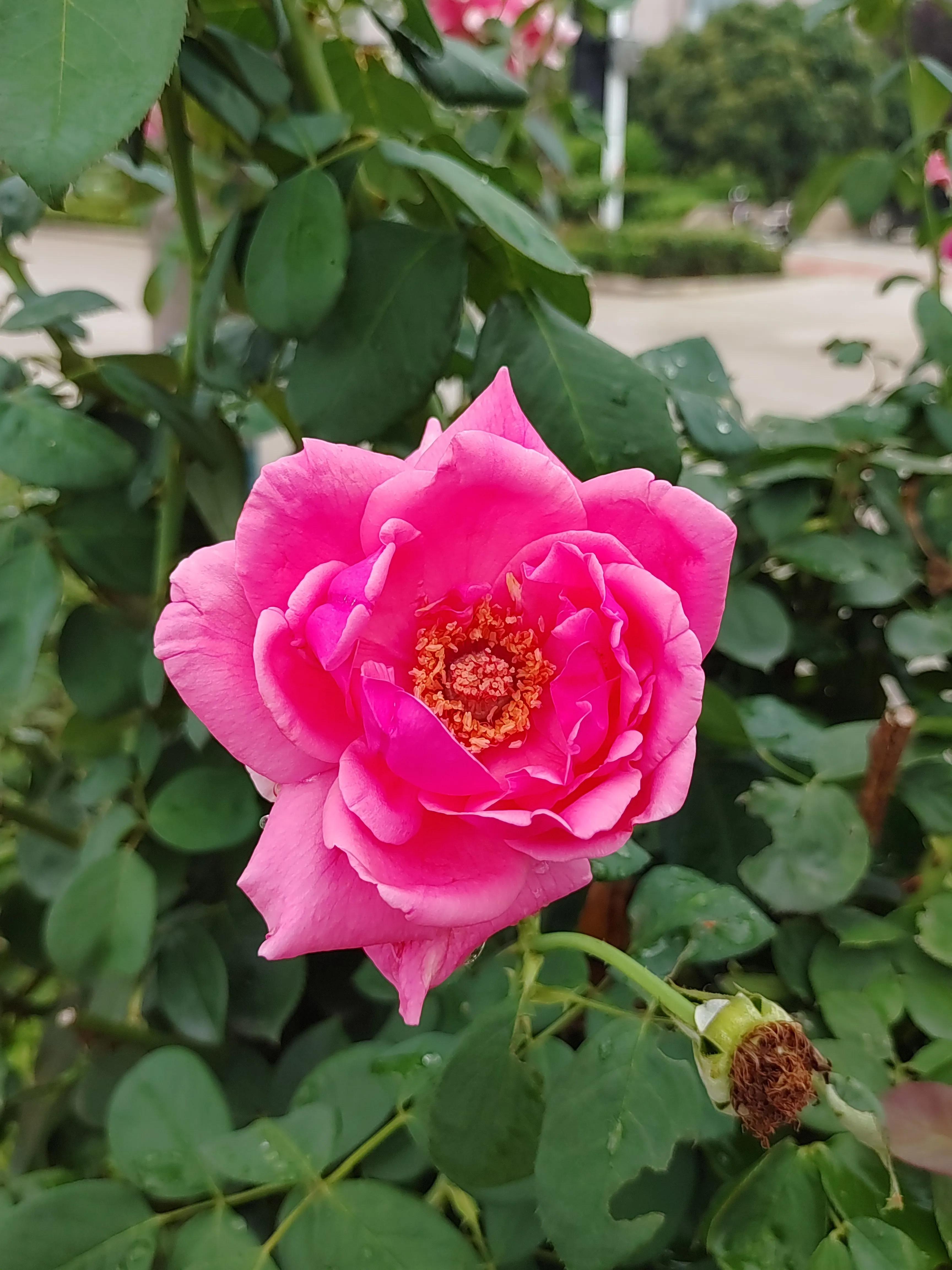 Charming Chinese rose - iNEWS