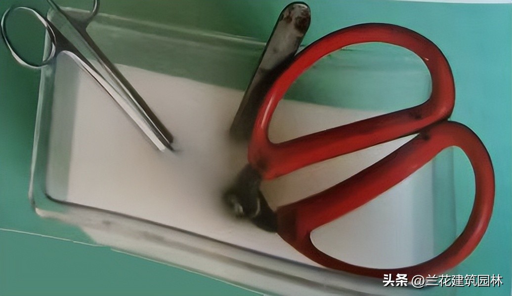 Look at the diagram of orchid ramets - iNEWS