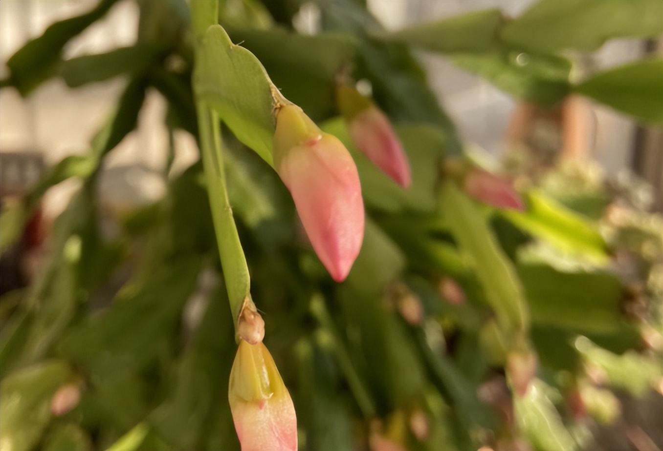 If you want to grow flowers, remember these 4 points, which is ...