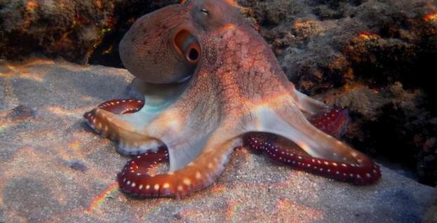 How smart is an octopus? Why do some people always think that it does ...
