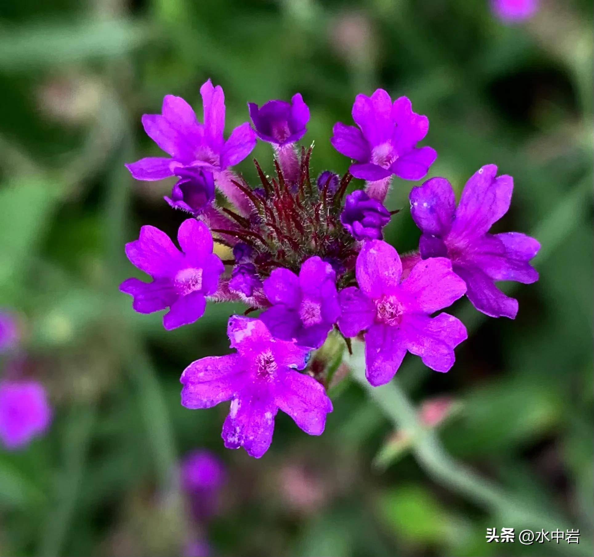 Walking into the spring in March, in the embrace of nature, you can ...