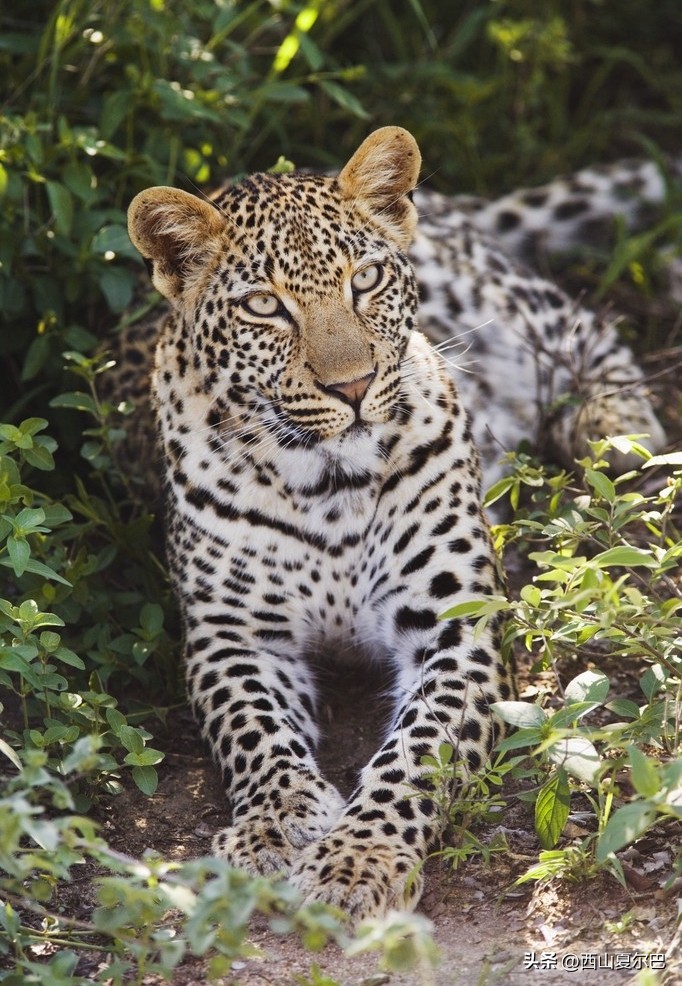 "Leopard Fighting Heroine" Chen Chuanxiang - iNEWS