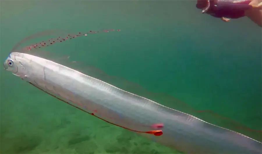 The 6-meter-long earthquake fish appeared in Taiwan. Is it really a ...