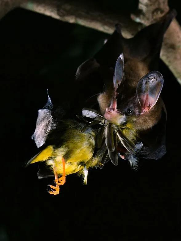 This is the largest carnivorous bat in the world - iNEWS