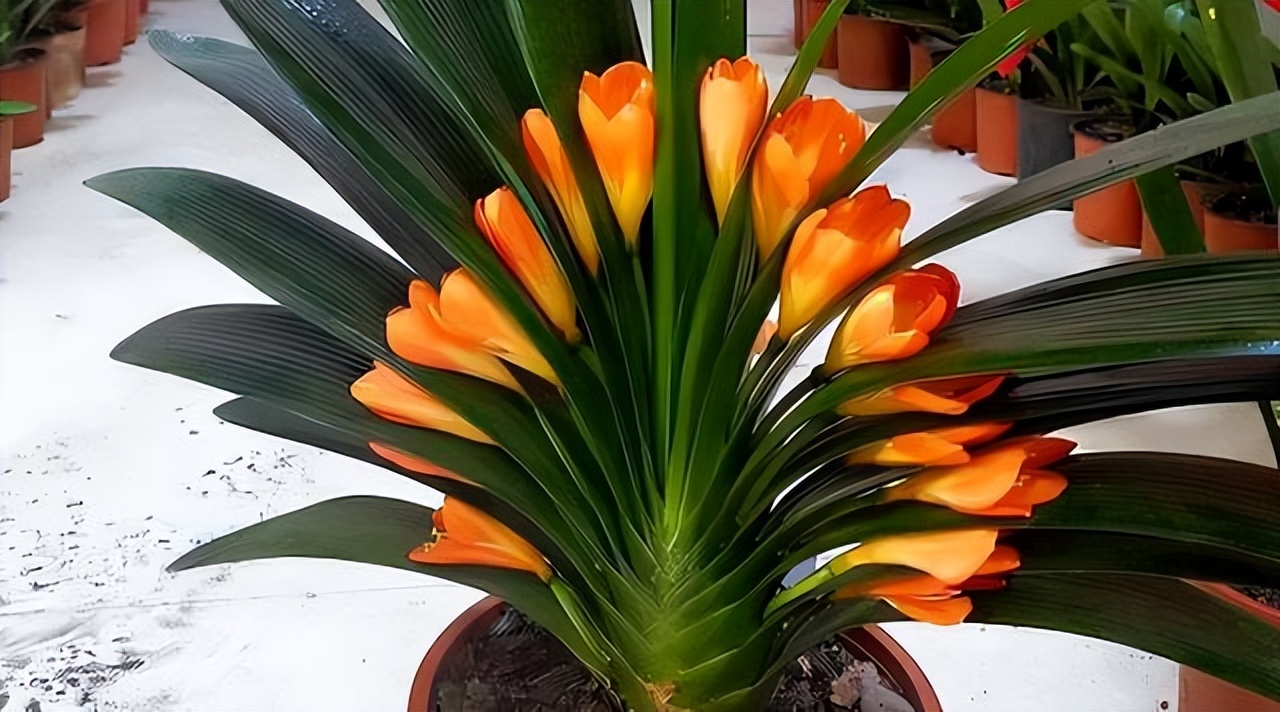 Want to raise "Clivia" with an "artistic sense"? You must learn to "cut ...