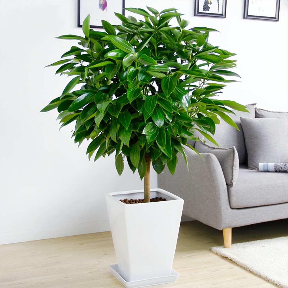 6 kinds of "fortune" flowers are flourishing in summer, the hotter the ...