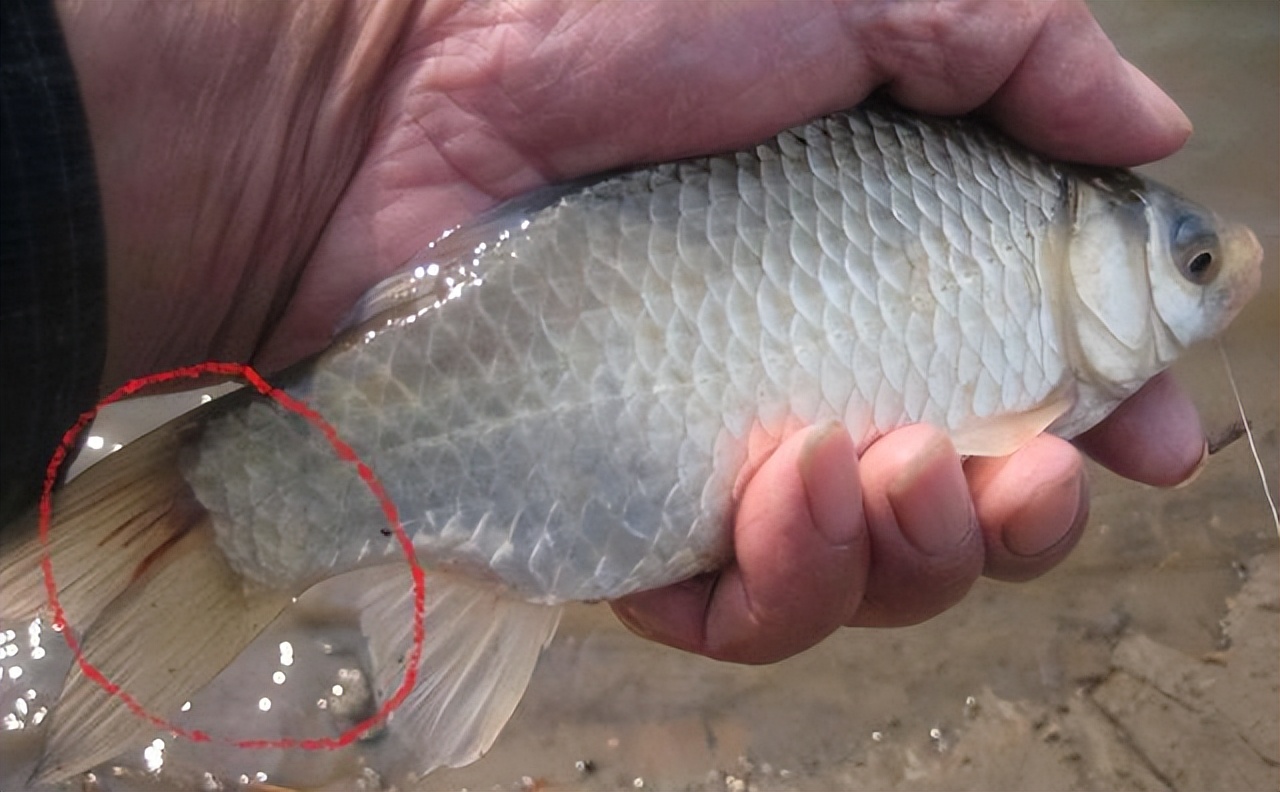 Disgusting! Huanggang woman slaughtered crucian carp and took out a ...