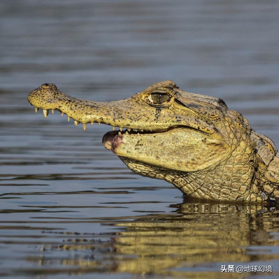 23 tragic animal photos: crocodile trembled with electric shock ...
